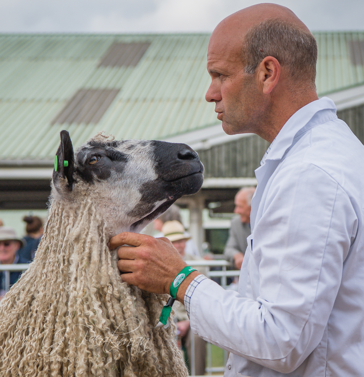 Teeswater Year : Farm · Fleece · Fashion - Bringing rare breed sheep to ...