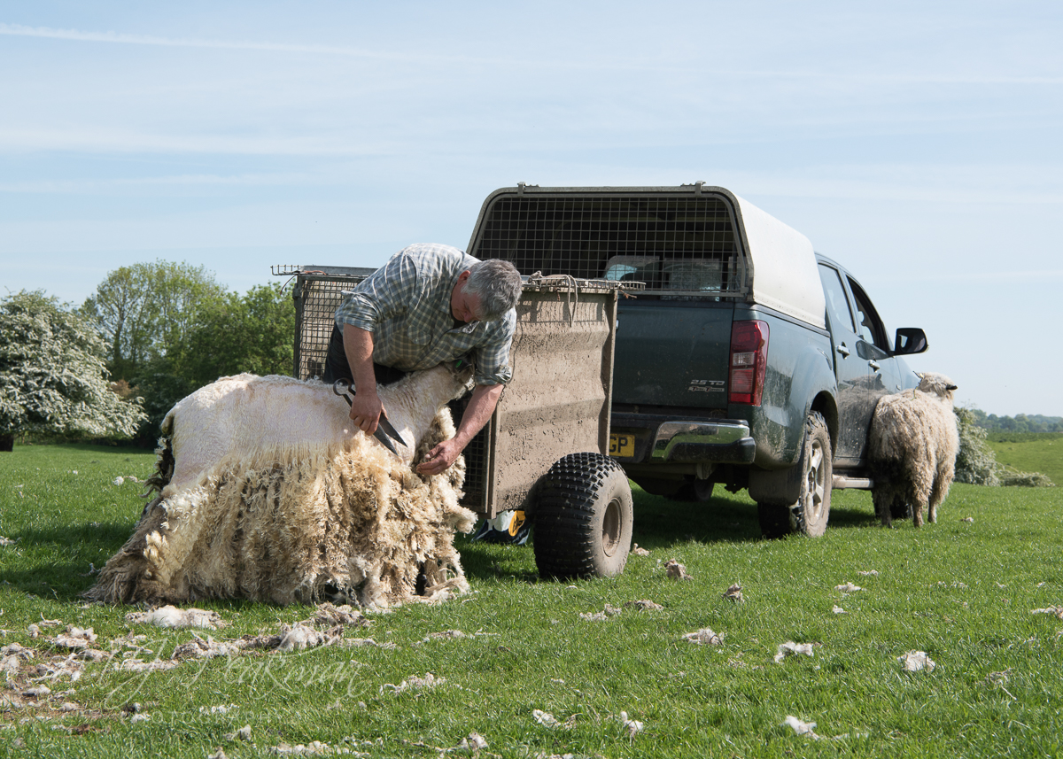 Teeswater Year : Farm · Fleece · Fashion - Bringing rare breed sheep to ...