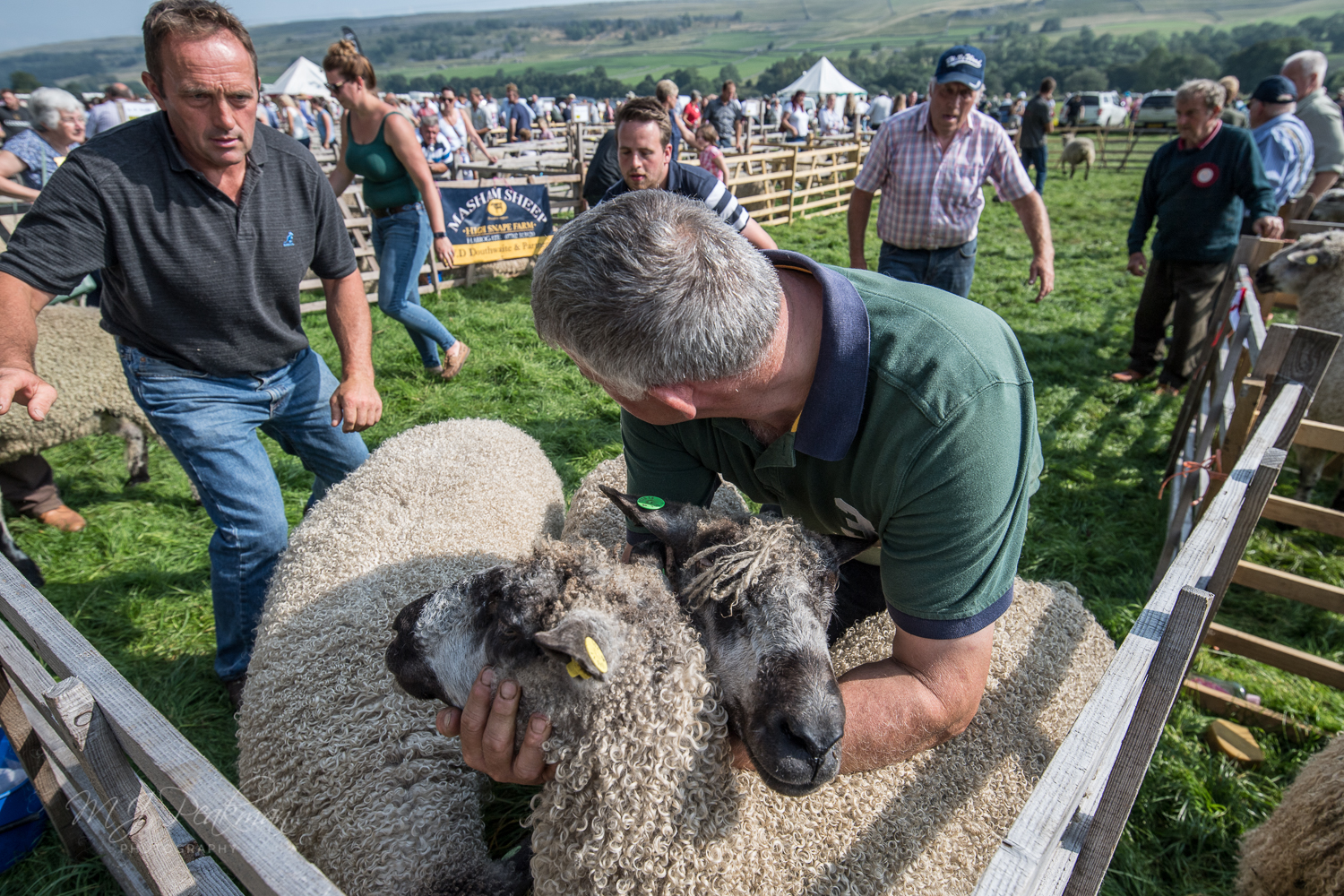 Teeswater Year : Farm · Fleece · Fashion - Bringing rare breed sheep to ...